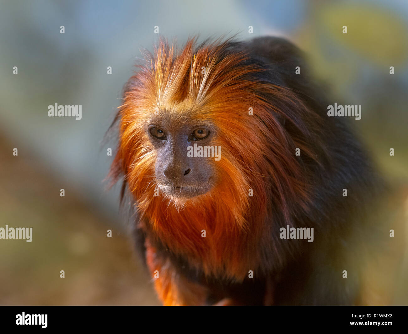Golden-headed lion tamarin Leontopithecus chrysomelas Captive portrait ...