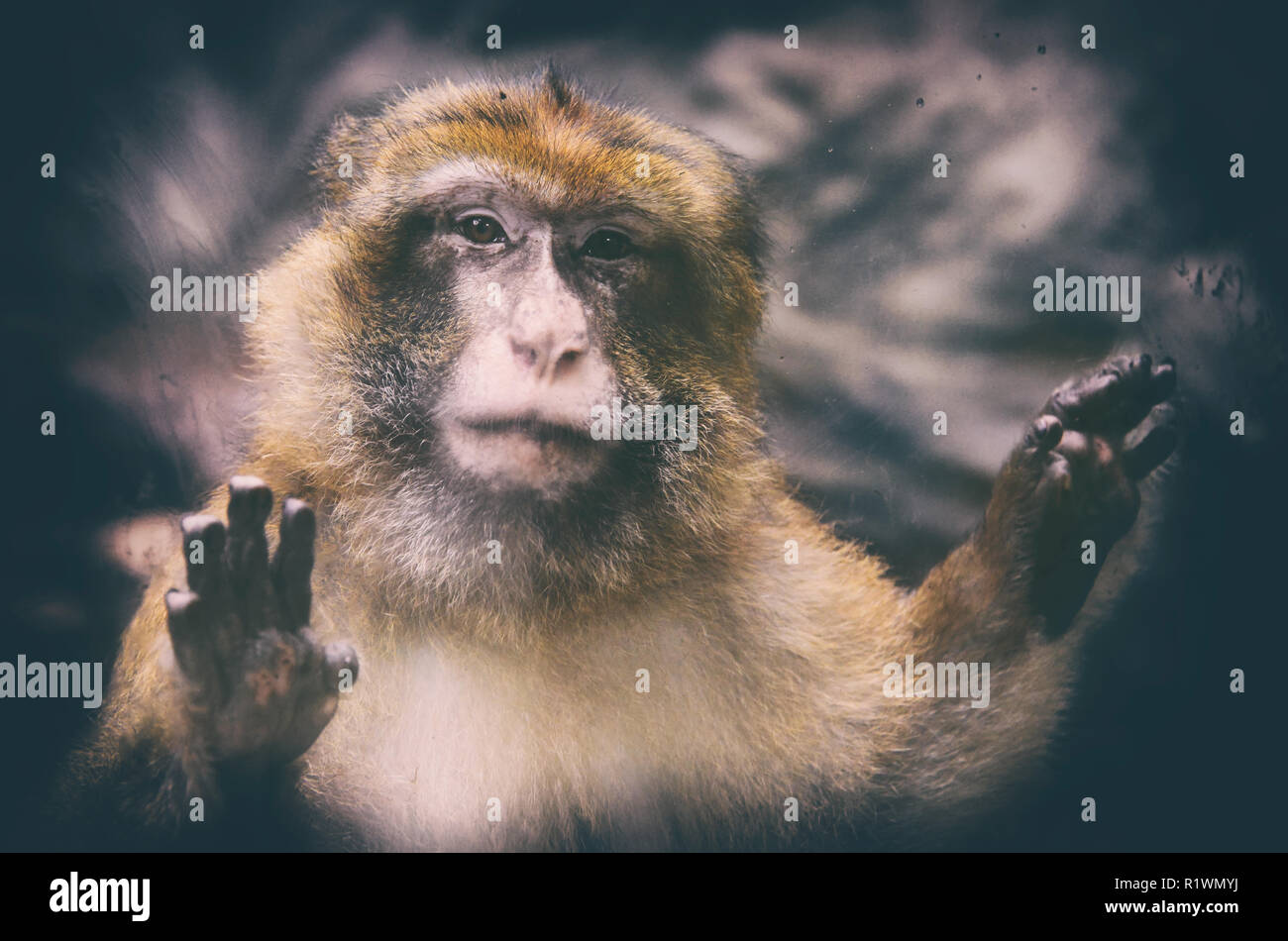 Monkey looking at camera hi-res stock photography and images - Alamy