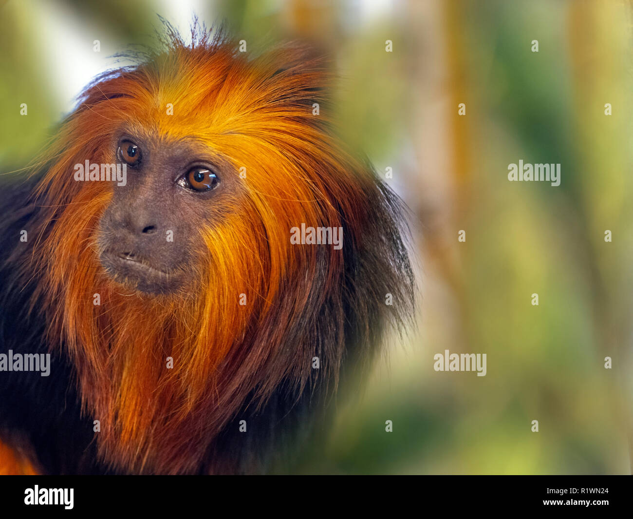Golden-headed lion tamarin Leontopithecus chrysomelas Captive portrait ...