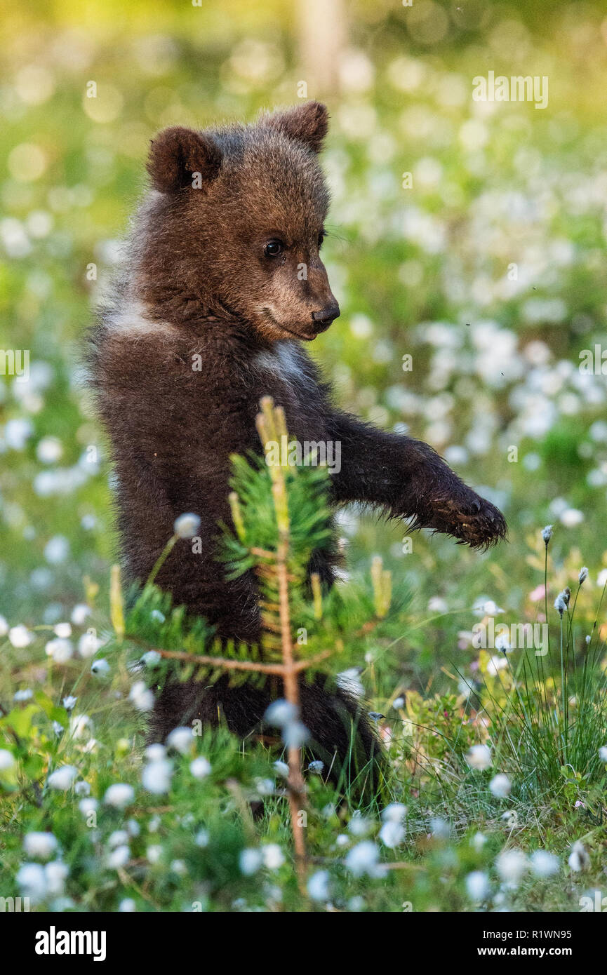 Brown bear cub stands on its hind legs in the summer forest among white ...
