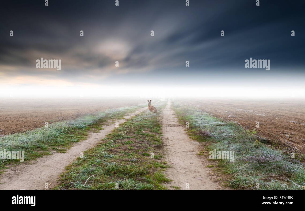 Surreal calm foggy landscape with hare sitting on sandy road in fog ...
