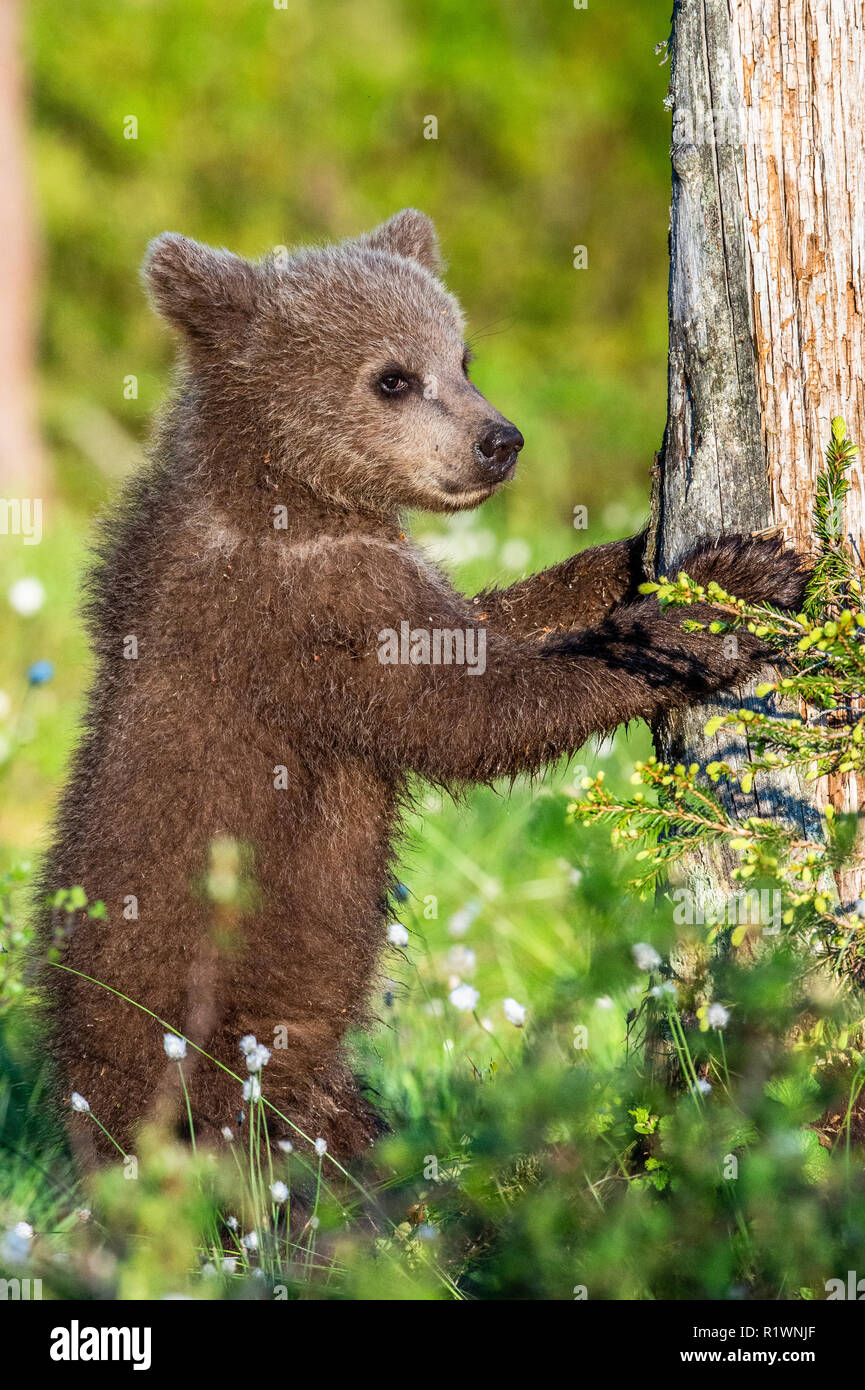Little Bear Cubs Stand 9,745 Bear Cub Standing Royalty Free Images,