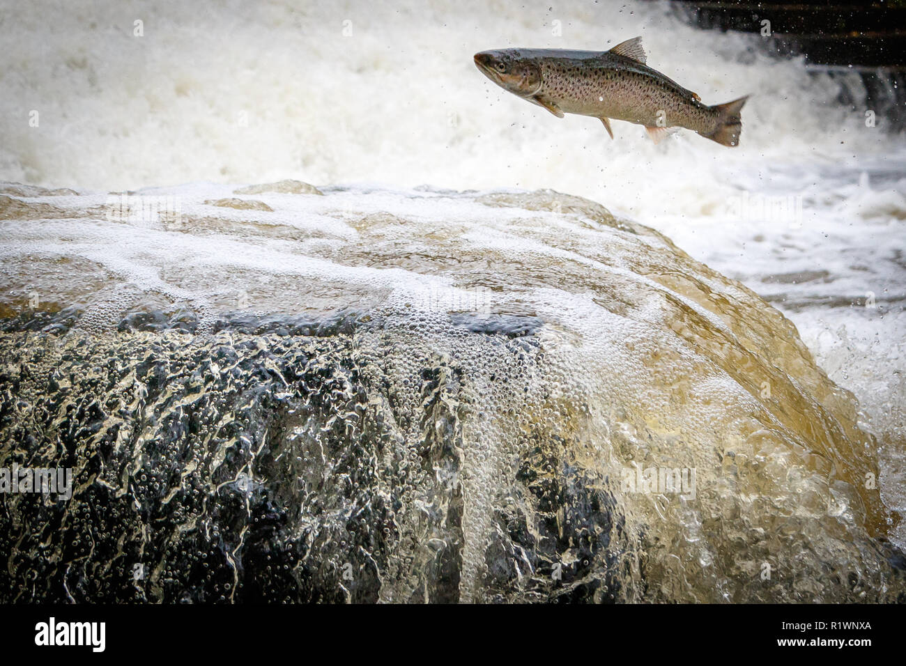 Brown trout spawning hi-res stock photography and images - Alamy