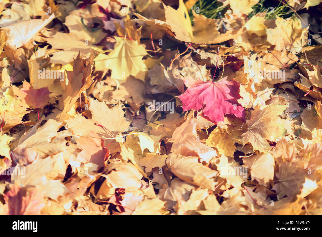 One red maple leaf hi-res stock photography and images - Alamy