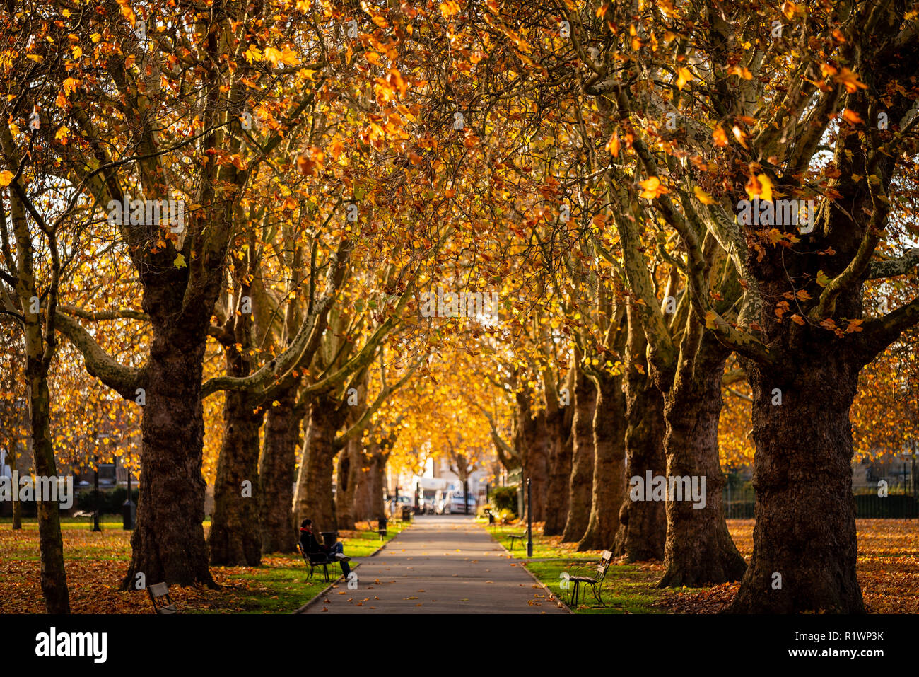Autumn leaves with nature hi-res stock photography and images - Alamy