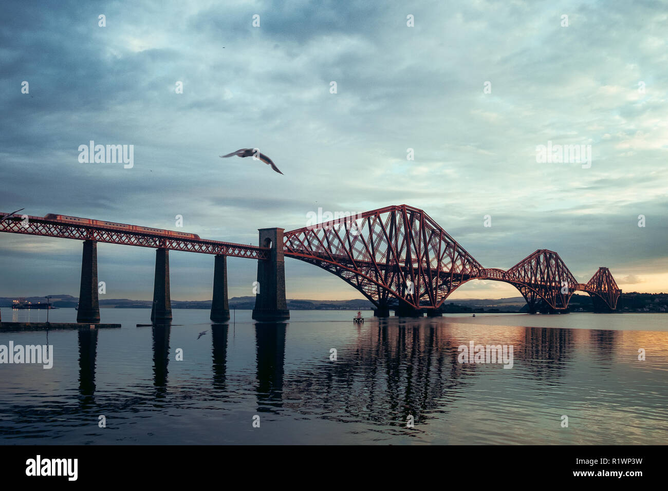 The moving train on the Forth Bridge and seagull, Scotland, United ...