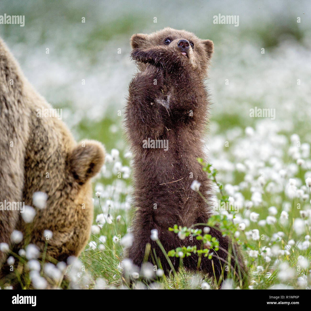 She-bear and cub. Brown bear cub stands on its hind legs in the summer ...