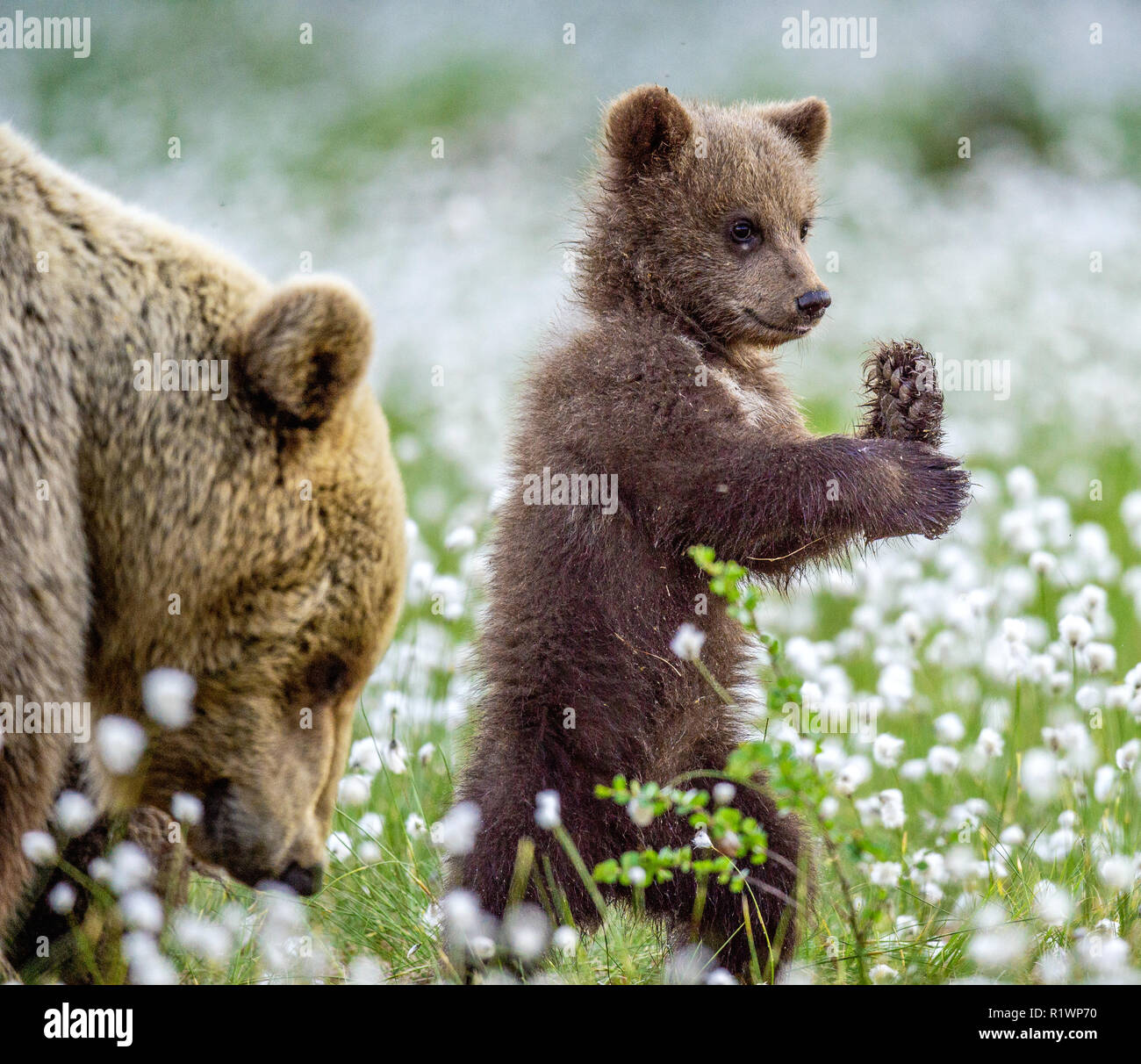 She-bear and cub. Brown bear cub stands on its hind legs in the summer ...