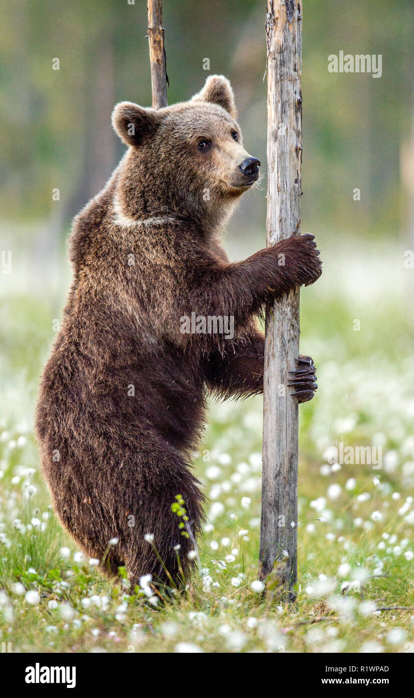 Brown bear standing on his hind legs in the summer forest among white ...