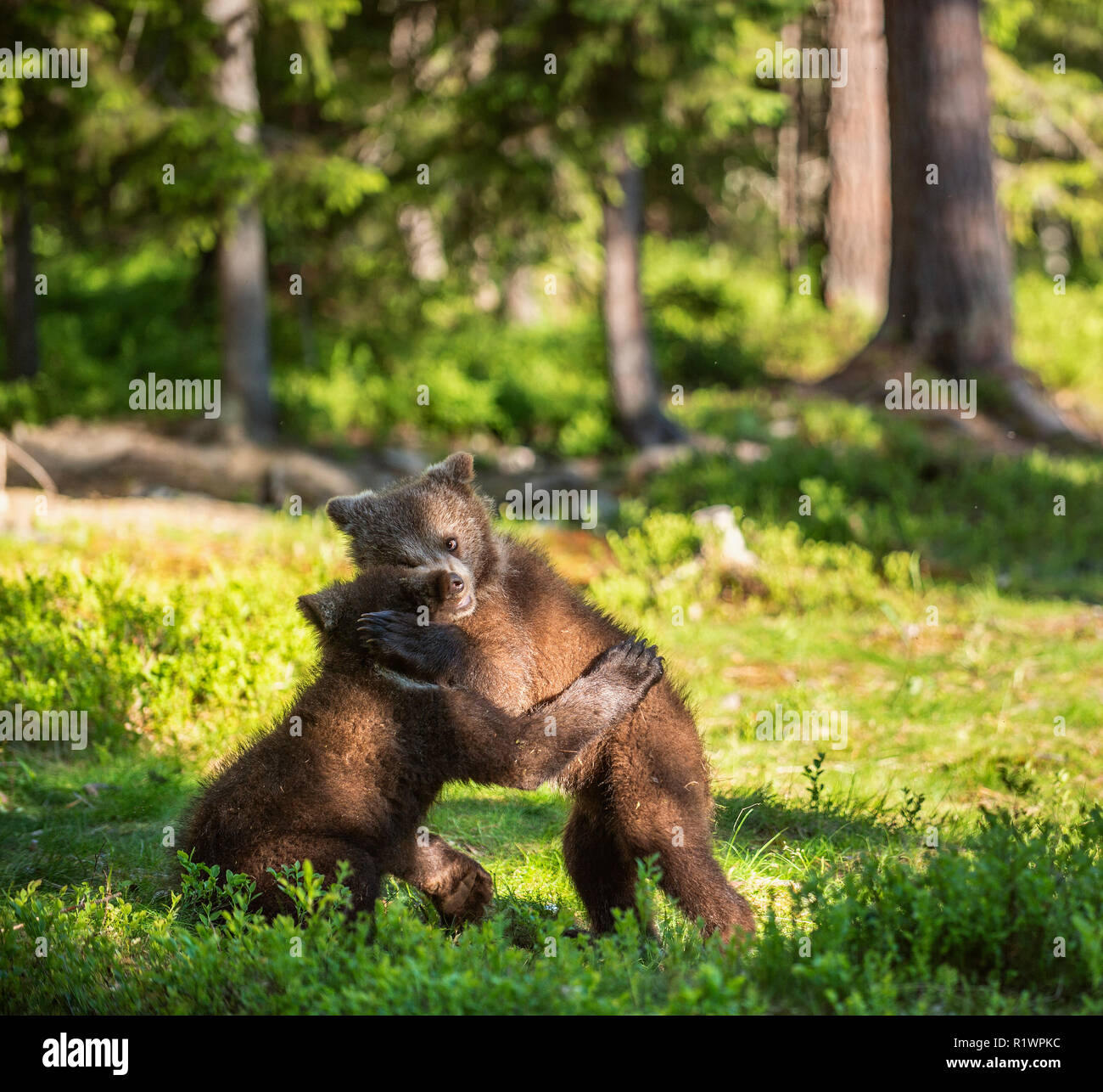 Brown Bear Cubs playfully fighting Stock Photo - Alamy