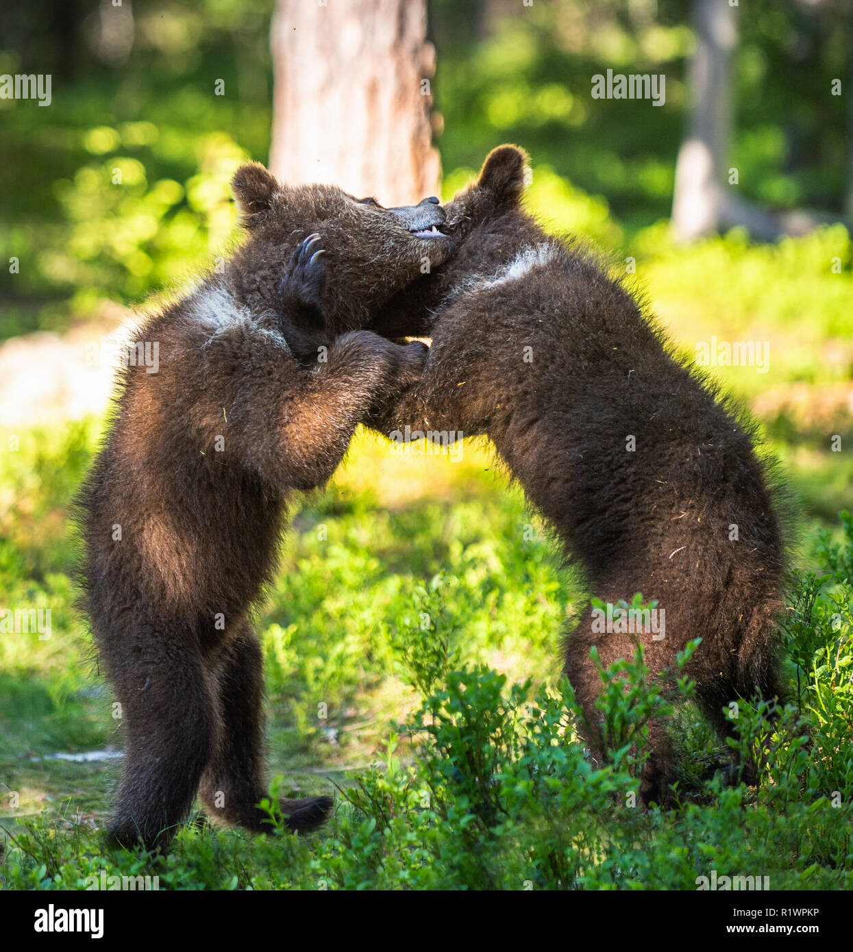 Brown Bear Cubs playfully fighting Stock Photo - Alamy