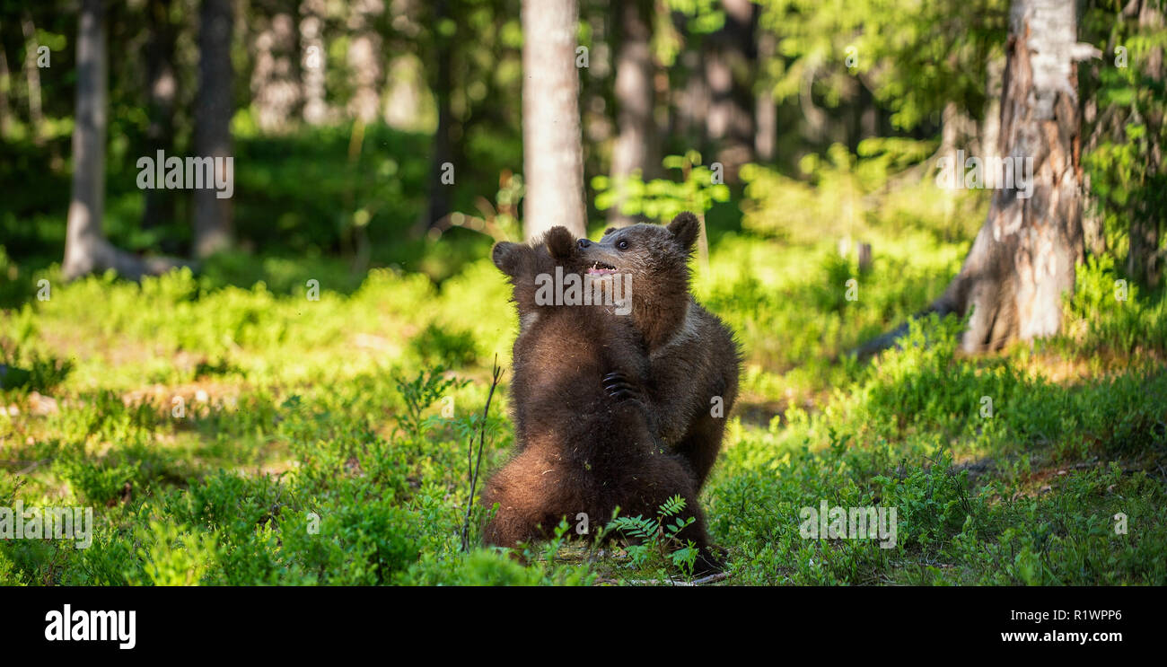 Bear cubs fight funny hi-res stock photography and images - Alamy