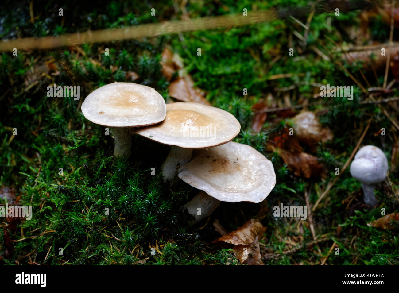 Young single mushroom in grass Stock Photo - Alamy