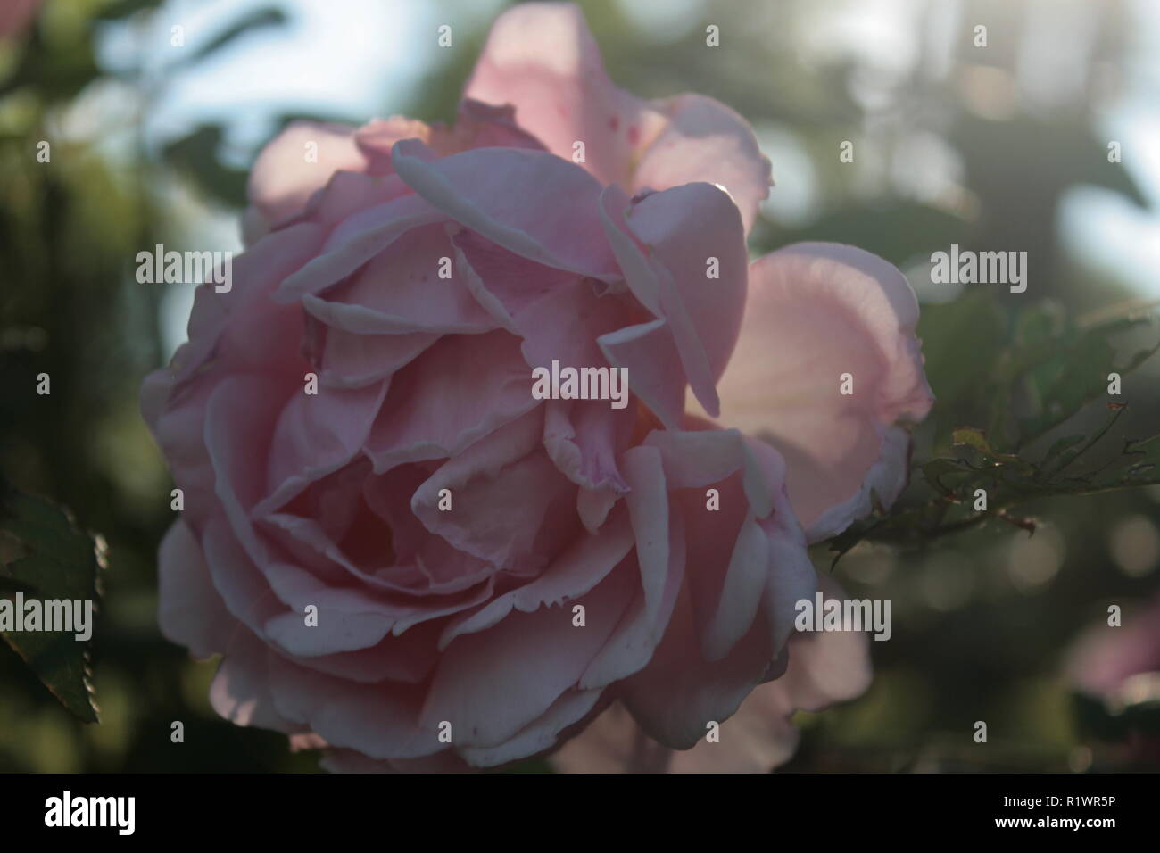 Rose in dim light Stock Photo - Alamy