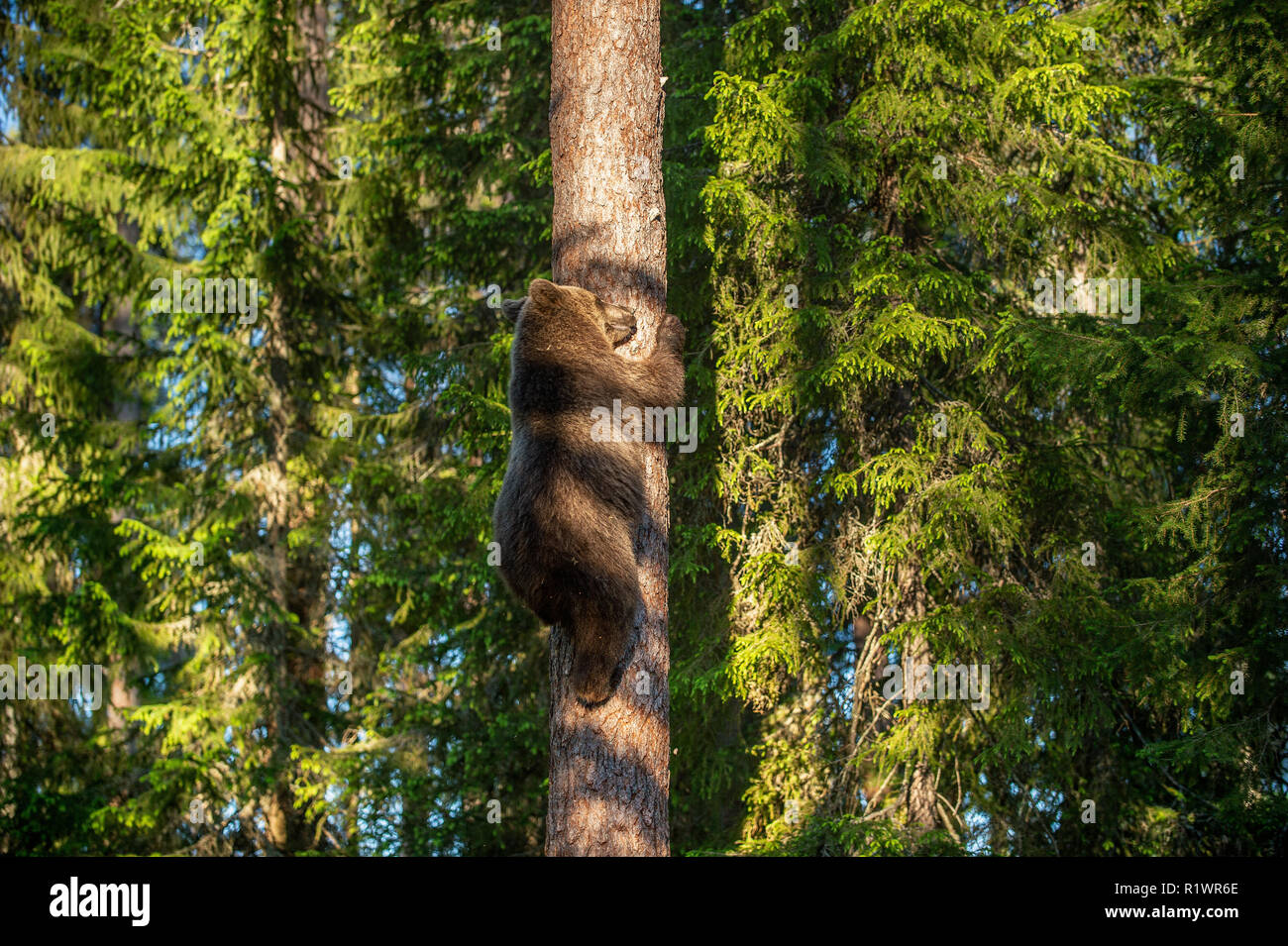 Brown Bear climbing on a Pine tree. Brown Bear (Ursus arctos Stock ...
