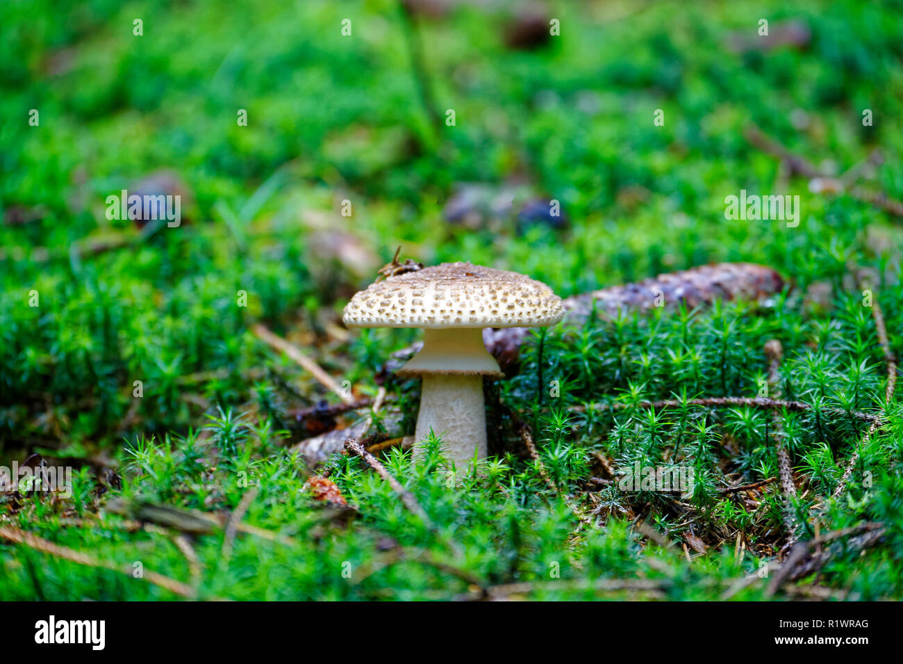 Young single mushroom in grass,Altenau,Harz,Germany Stock Photo - Alamy
