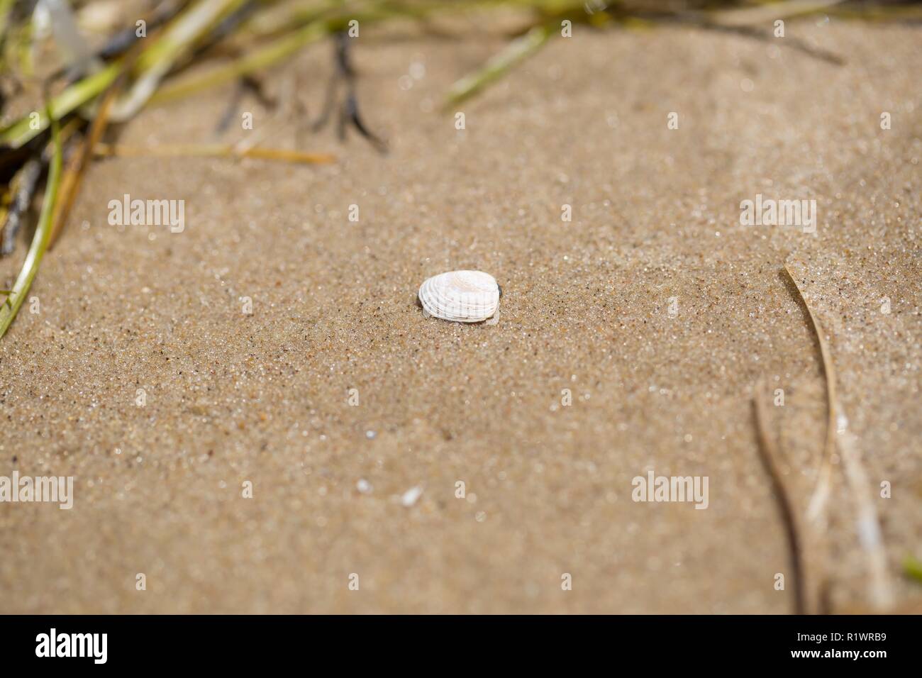 Small shells lying on sandy sea shore. Close up of beach sand and it's ...