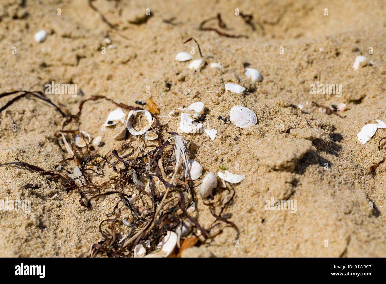Small shells lying on sandy sea shore. Close up of beach sand and it's ...