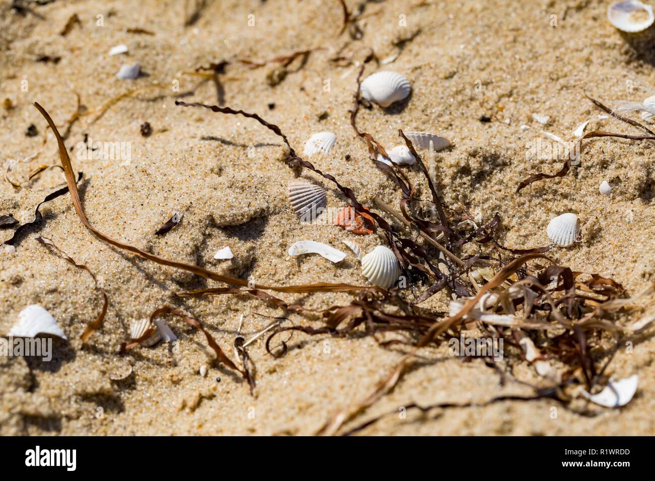 Small shells lying on sandy sea shore. Close up of beach sand and it's ...