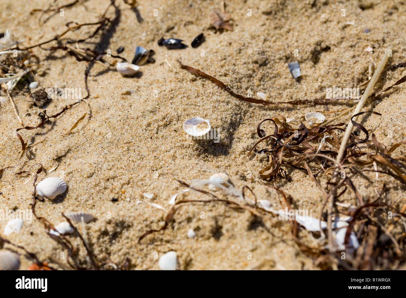 Small shells lying on sandy sea shore. Close up of beach sand and it's ...