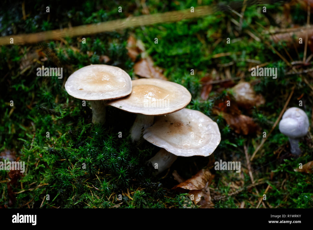 Young single mushroom in grass,Altenau,Harz,Germany Stock Photo - Alamy