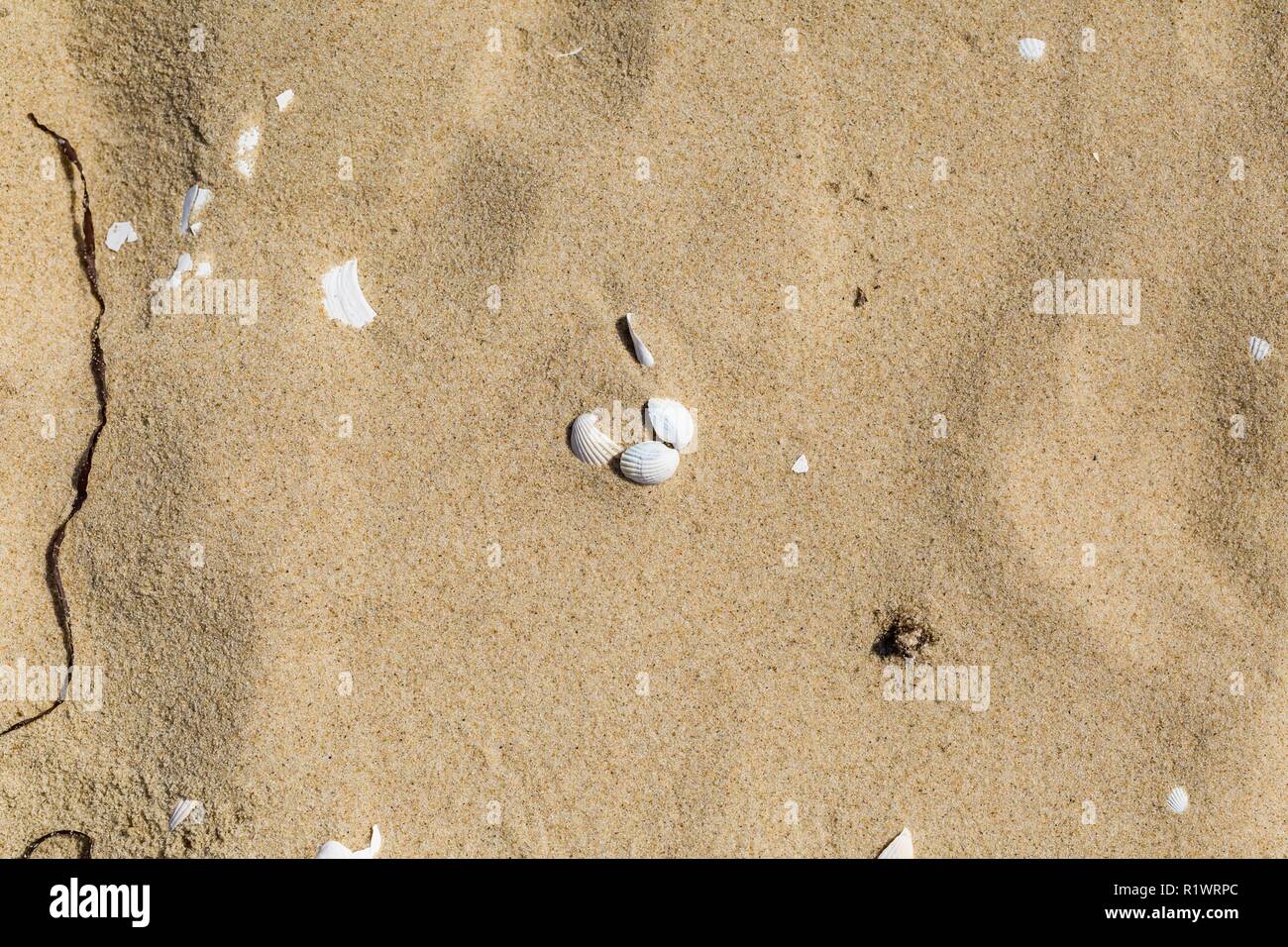 Small shells lying on sandy sea shore. Close up of beach sand and it's ...