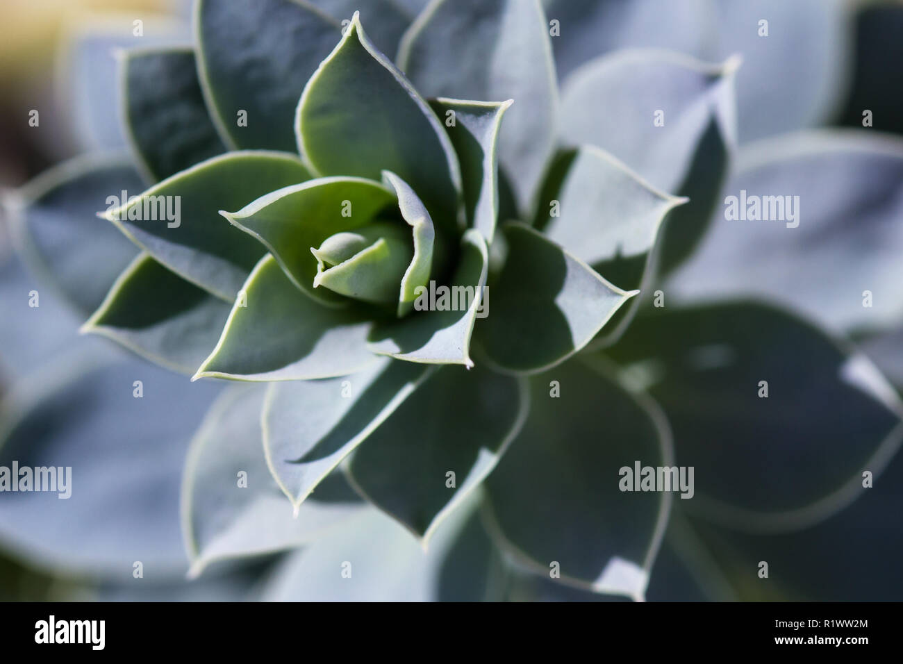 Succulent with broad leaves hi-res stock photography and images - Alamy