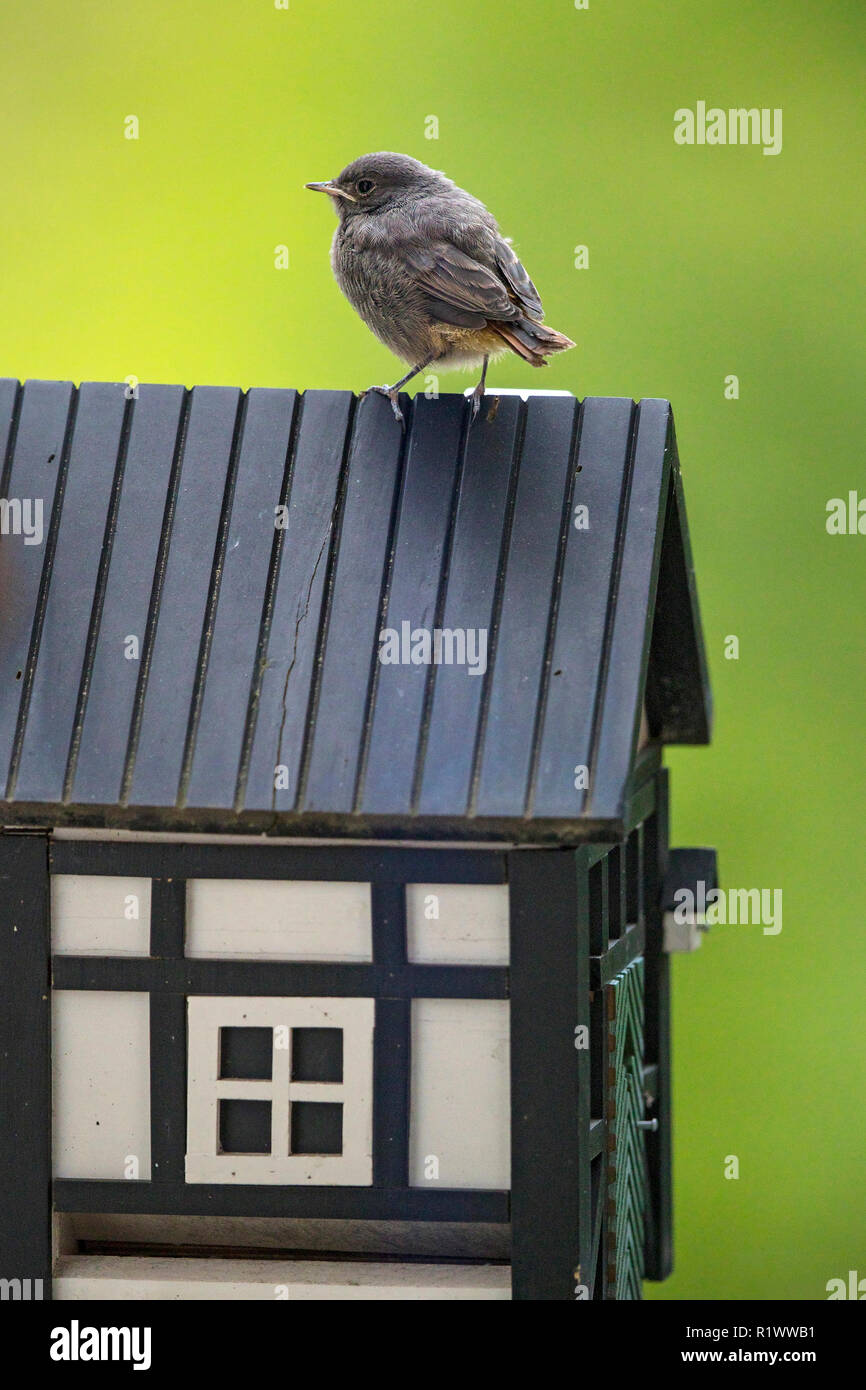 Redstart at nest box hi-res stock photography and images - Alamy