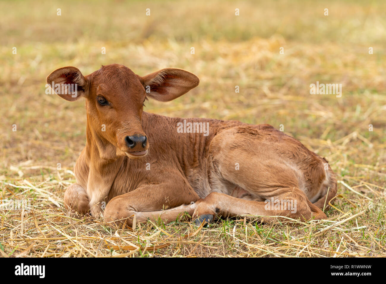A very young male calf sitting on the grass Stock Photo - Alamy
