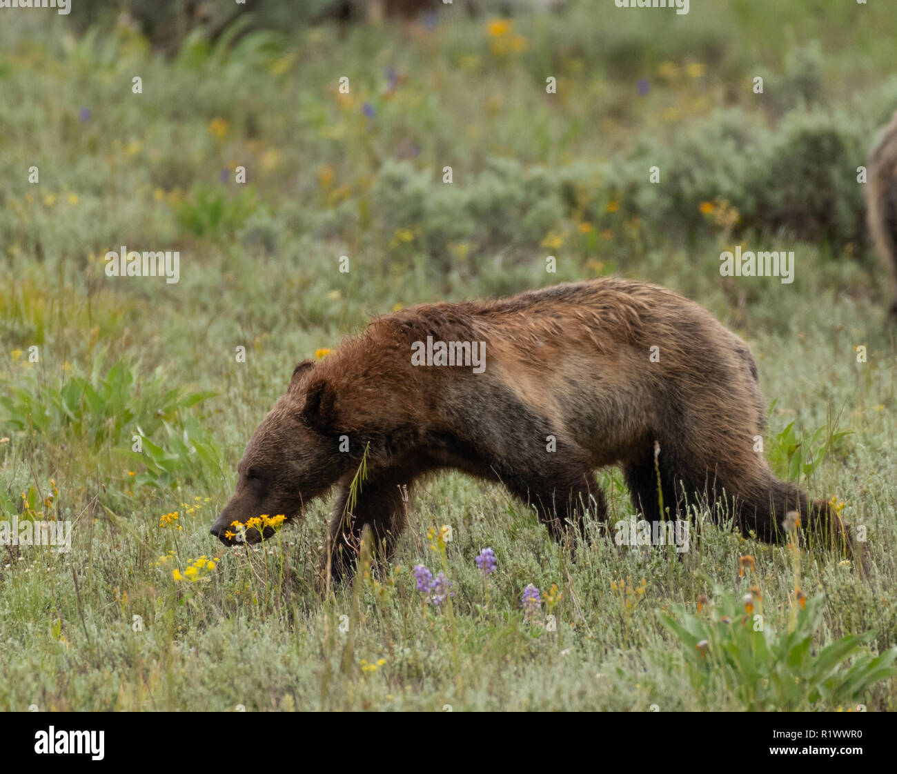 Teton grizzly and cub hi-res stock photography and images - Alamy