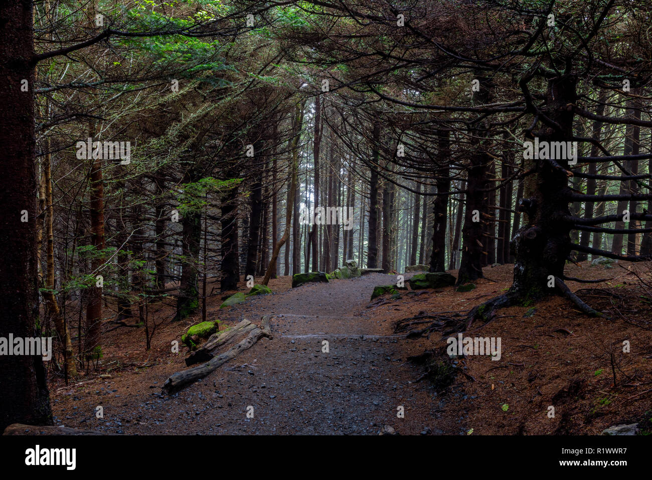 Gravel Trail Cuts Through Dense Pine Forest in Tennessee Mountains ...