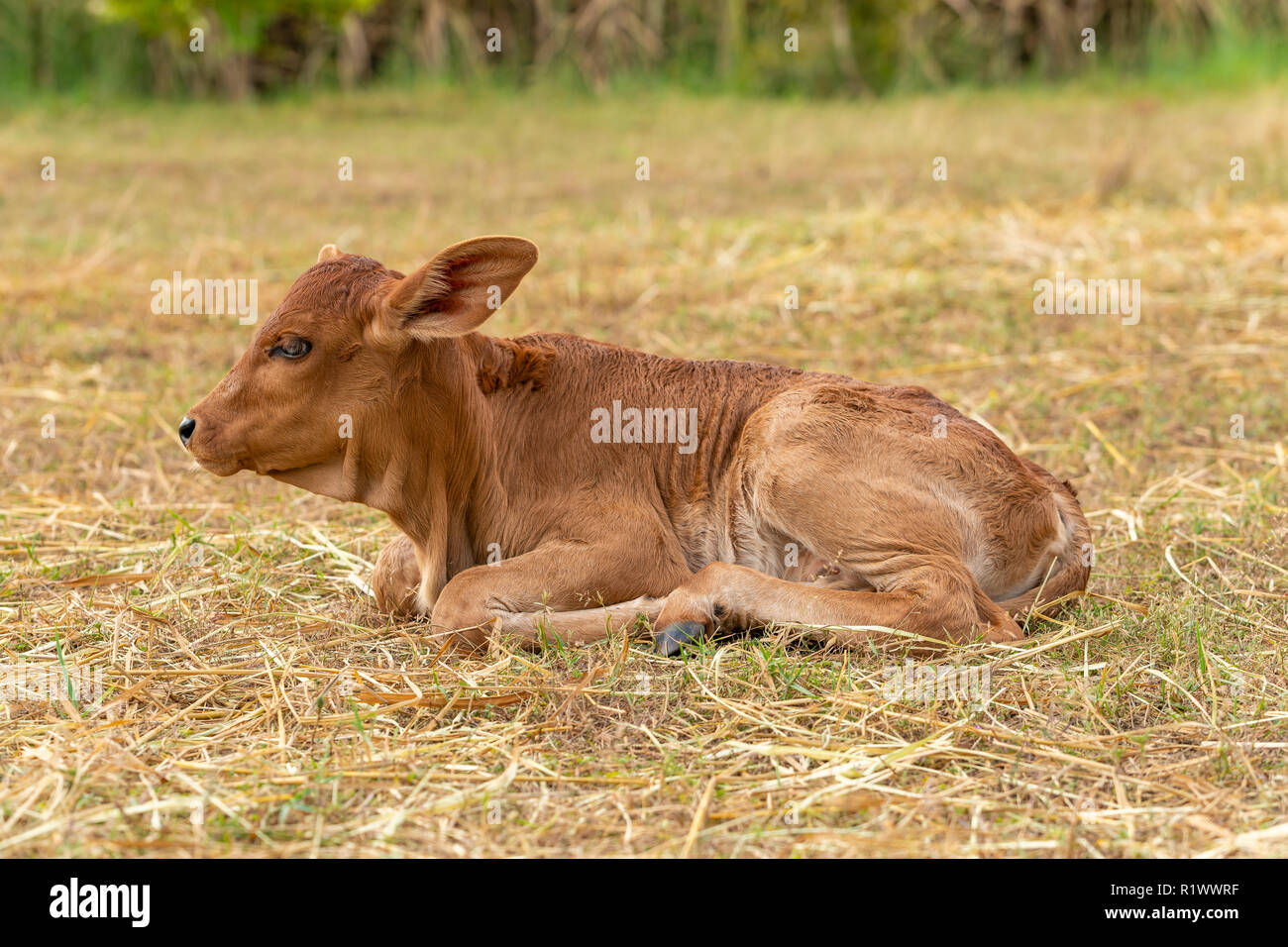 A very young male calf sitting on the grass Stock Photo - Alamy