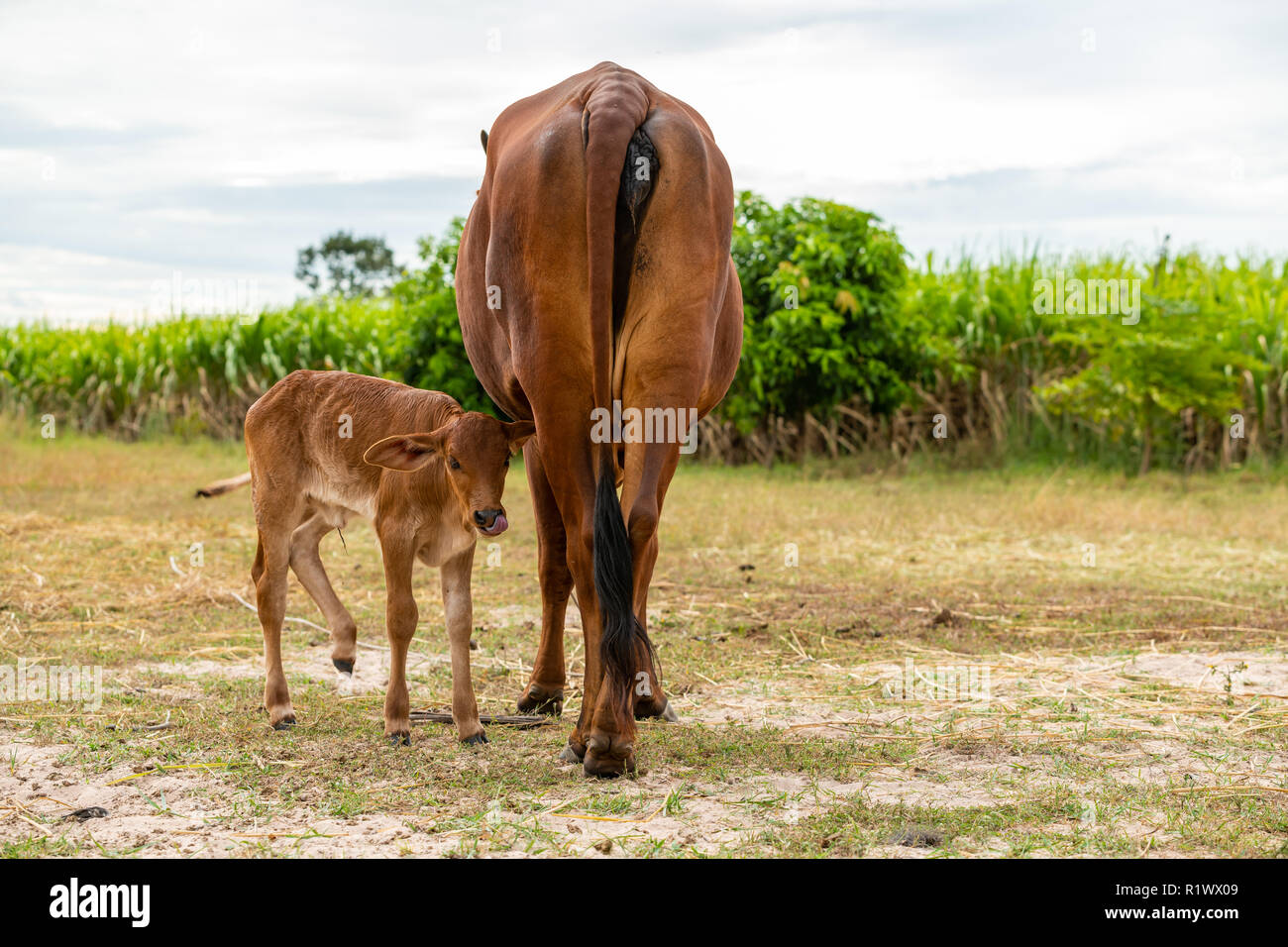 Female cow hi-res stock photography and images - Alamy