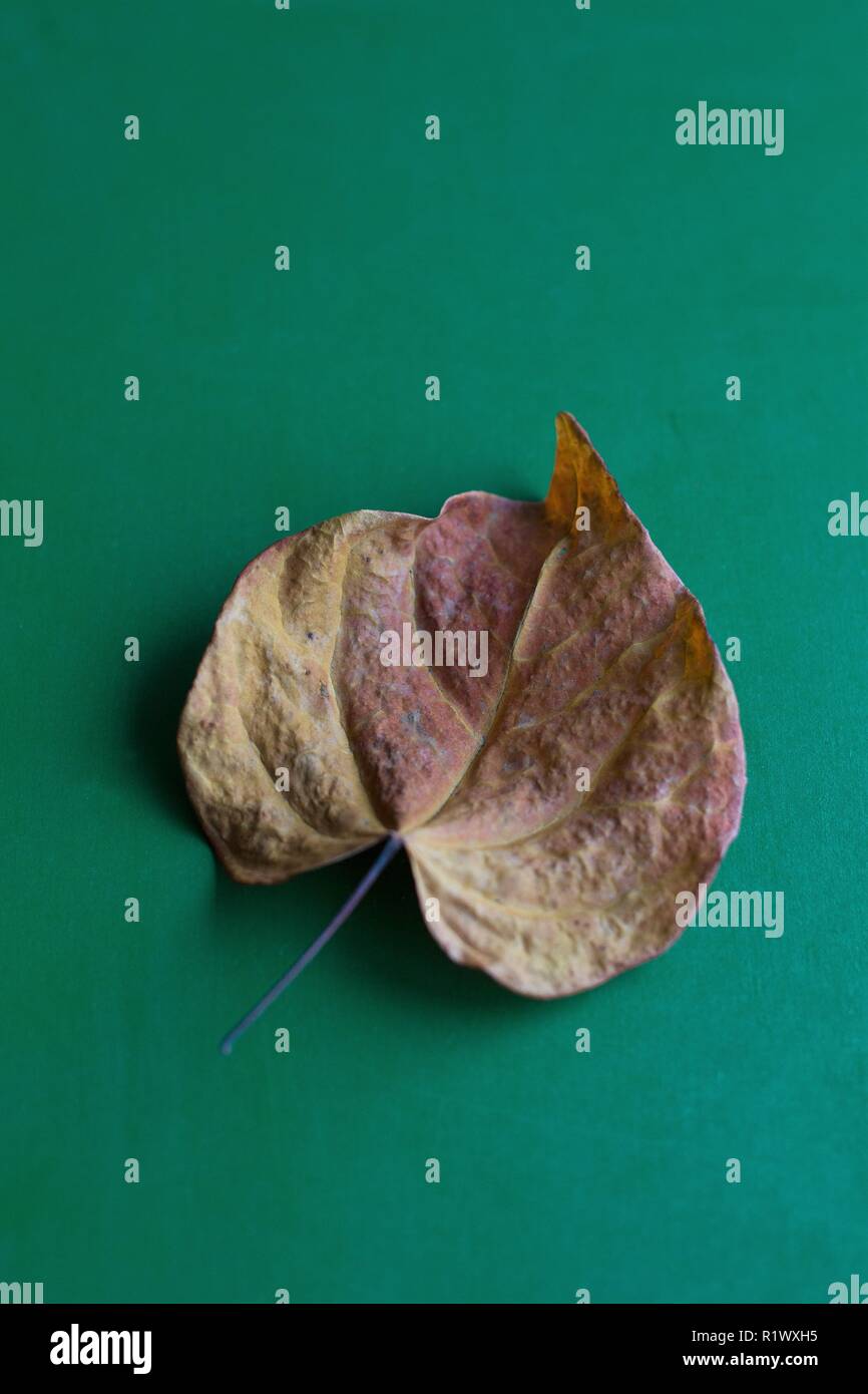 A dry crispy brown leaf against a green background Stock Photo - Alamy