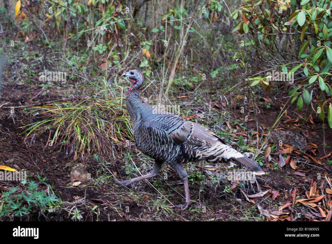 Female wild turkey hi-res stock photography and images - Alamy