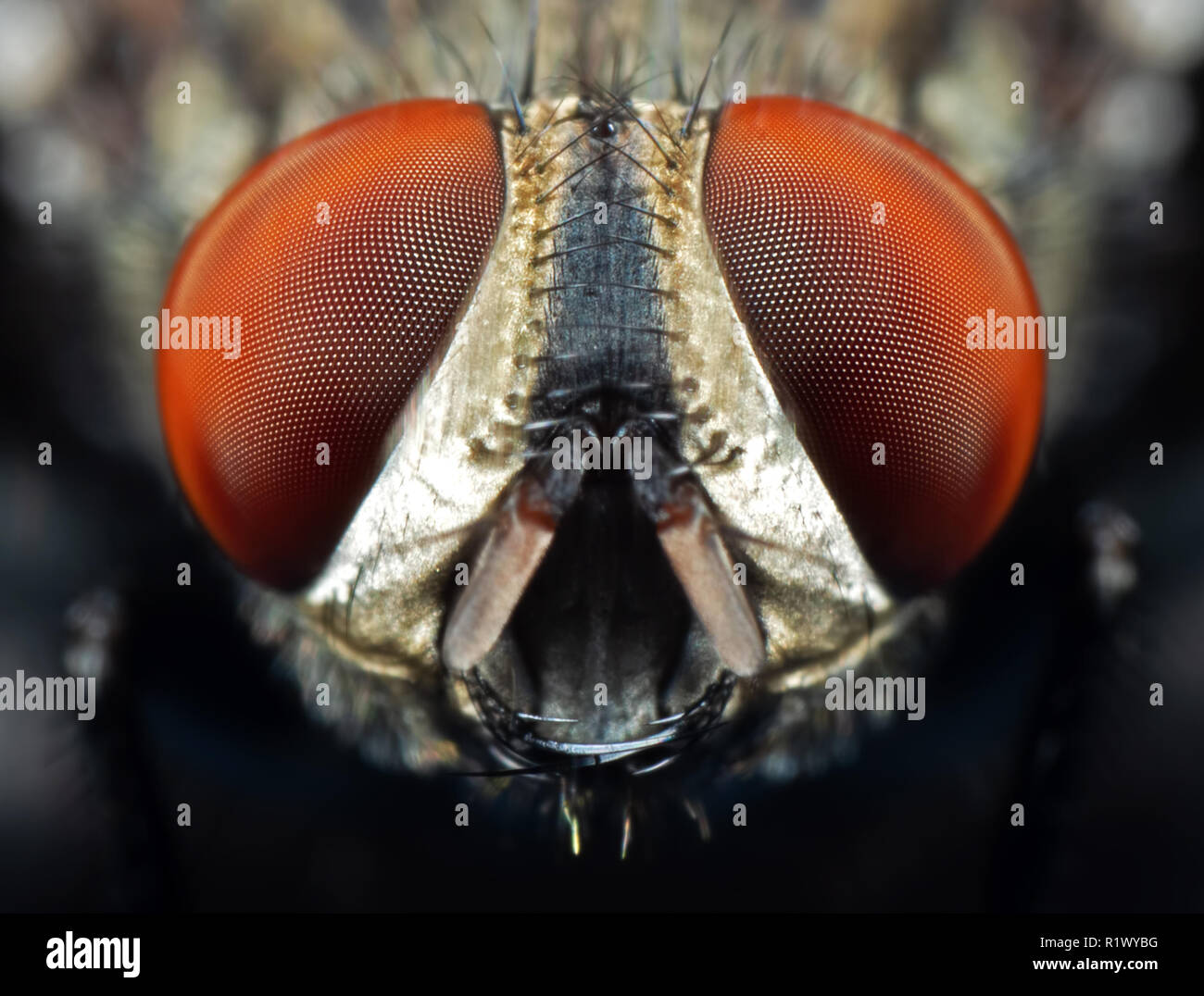 Macro Photography of Face of House Fly Isolated on Background Stock ...