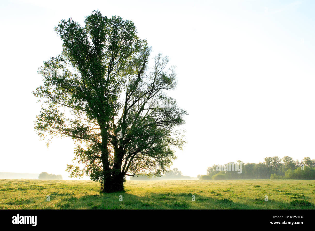 Spring sunrise landscape over the meadows along the Vistula river in ...