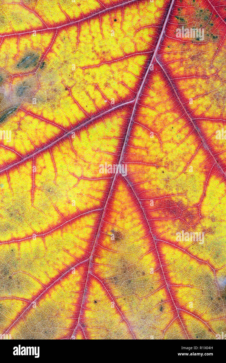 Human veins and blood vessels as a texture of an autumn oak leaf ...