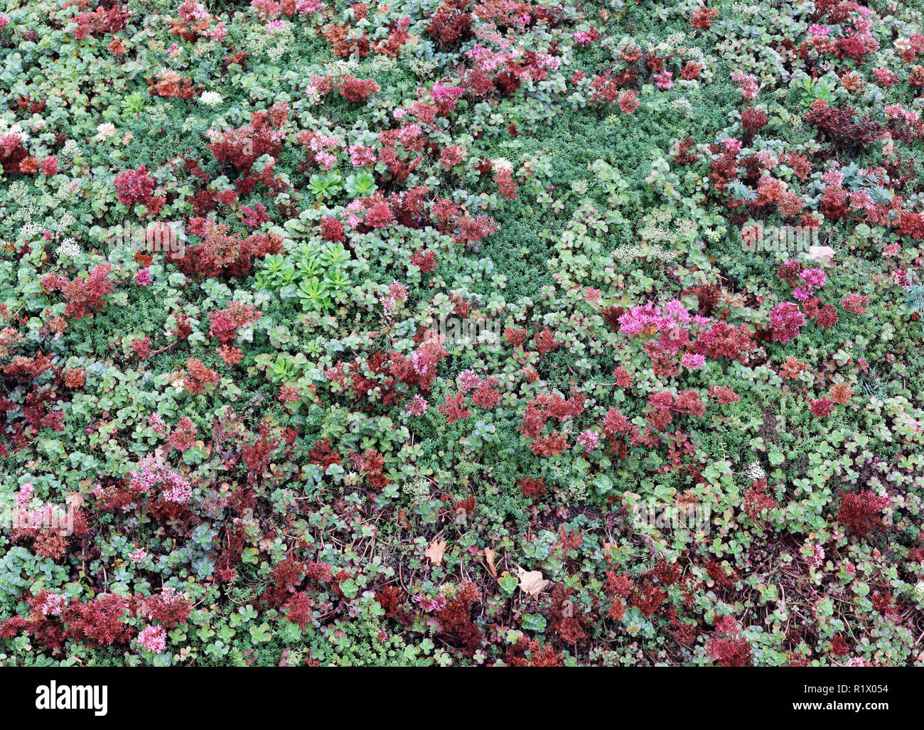Ornamental grass succulents hi-res stock photography and images - Alamy