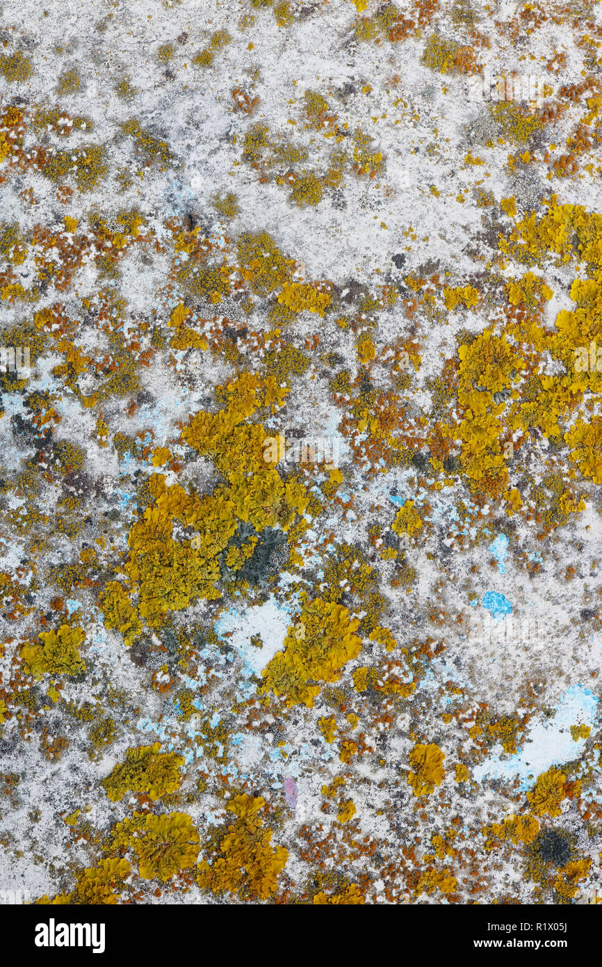 The colony of yellow lichens plant grows on the metal white painted ...