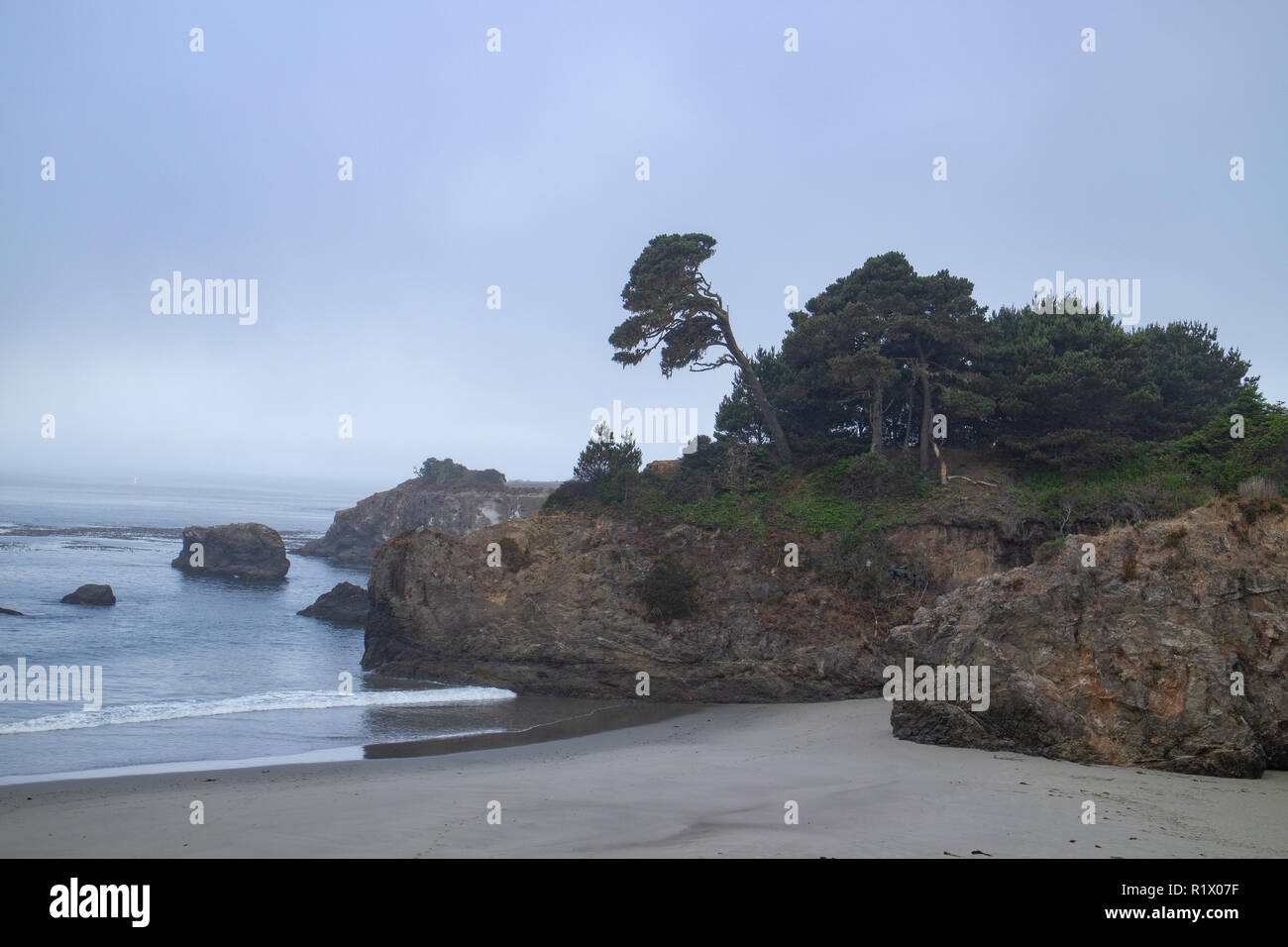 Tree on a cliff next to the beach Stock Photo - Alamy