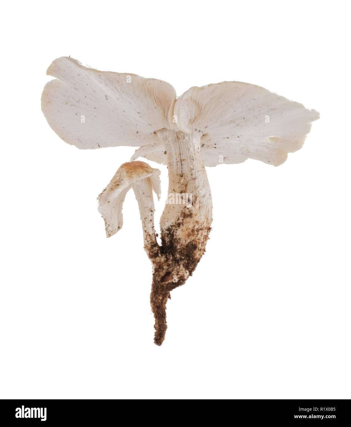 Termitomyces mushroom termite mushroom delicious food vegetable nature ...