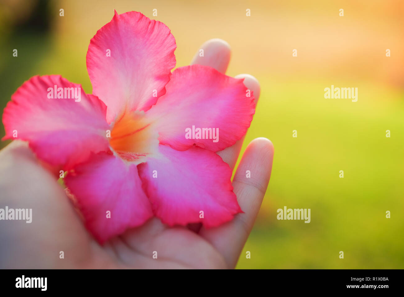 flower in hand on nature background Stock Photo - Alamy