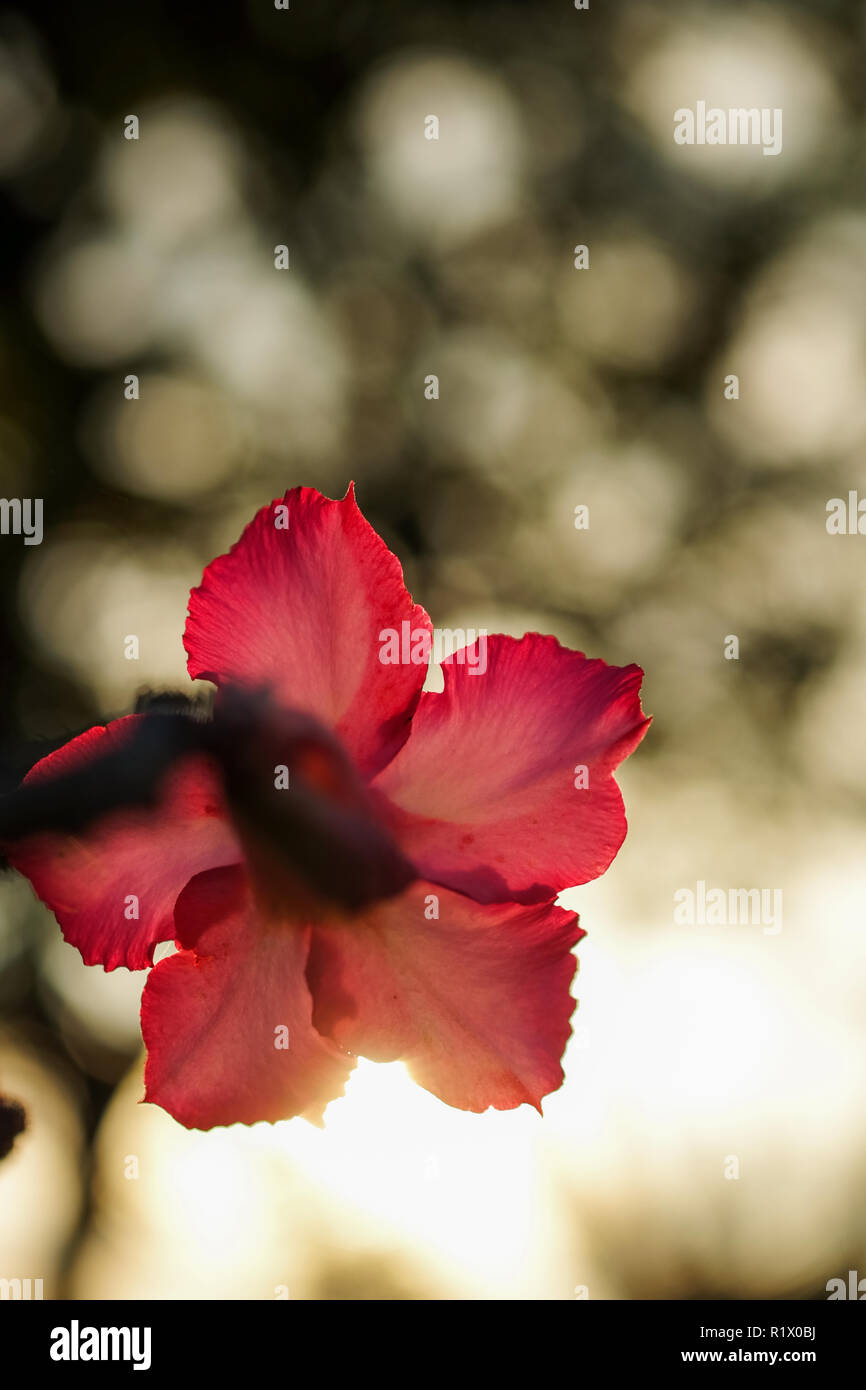 flower in hand on nature background Stock Photo - Alamy
