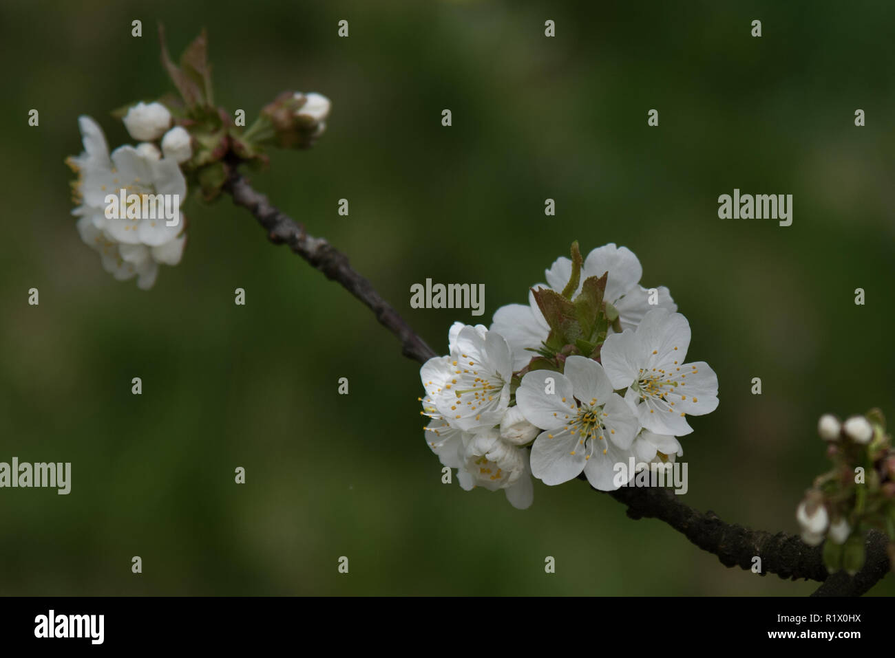 flowering cherry branch Stock Photo - Alamy