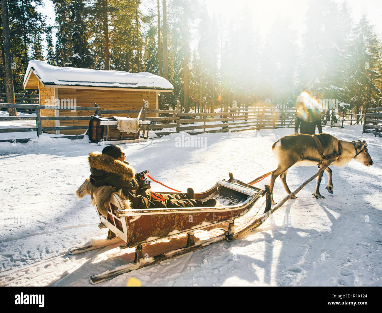 Woman in Reindeer sledding in Finland in Lapland in winter Stock Photo ...