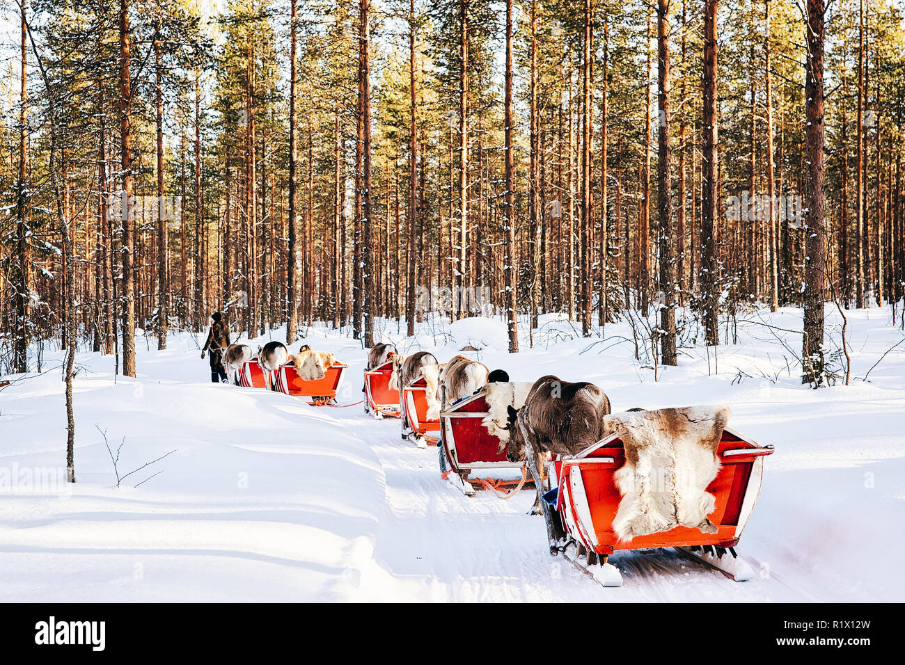 Reindeer sledding in Finland in Lapland in winter Stock Photo - Alamy