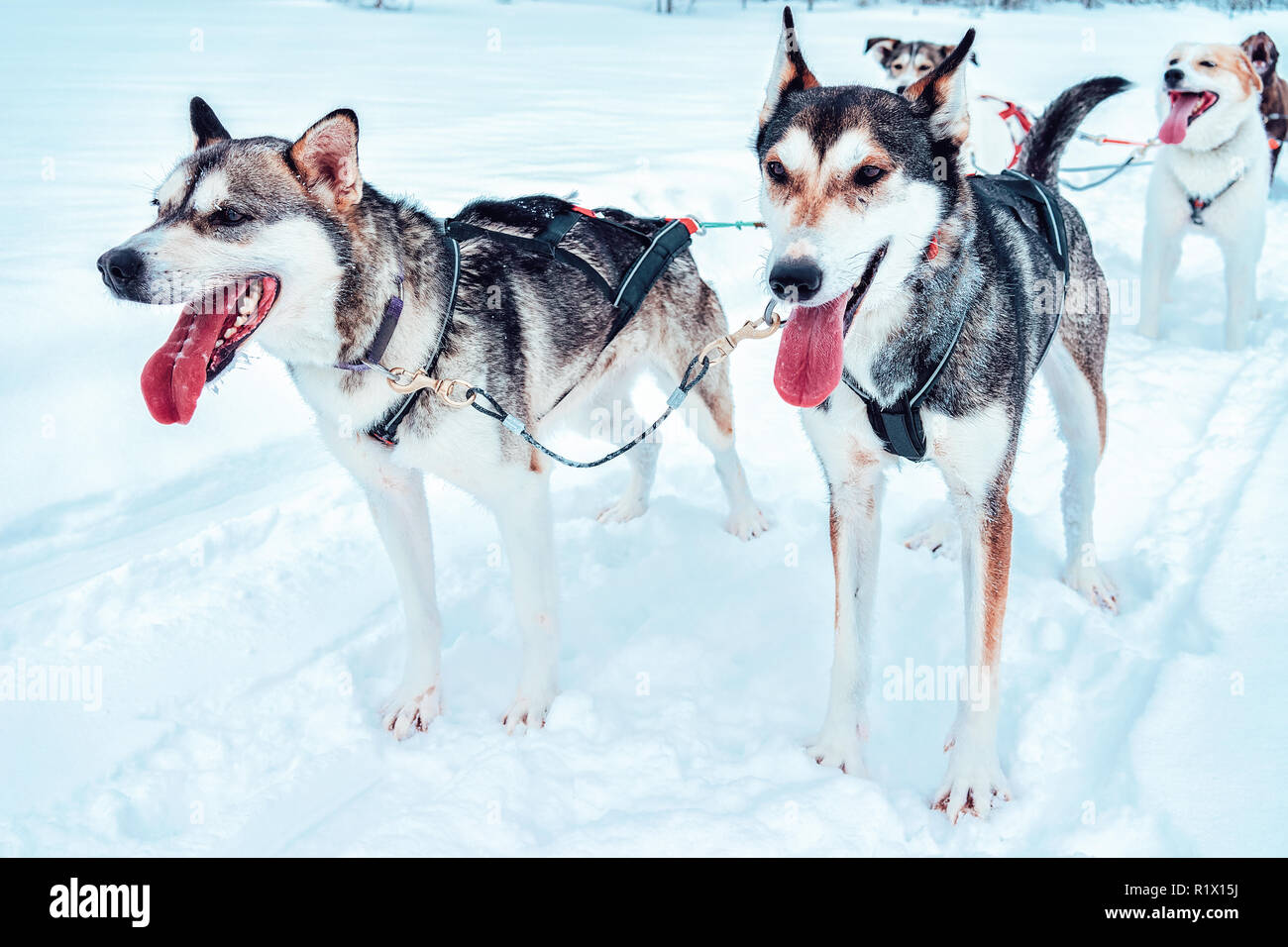 Husky dog sleds at Finland in Lapland in winter Stock Photo - Alamy
