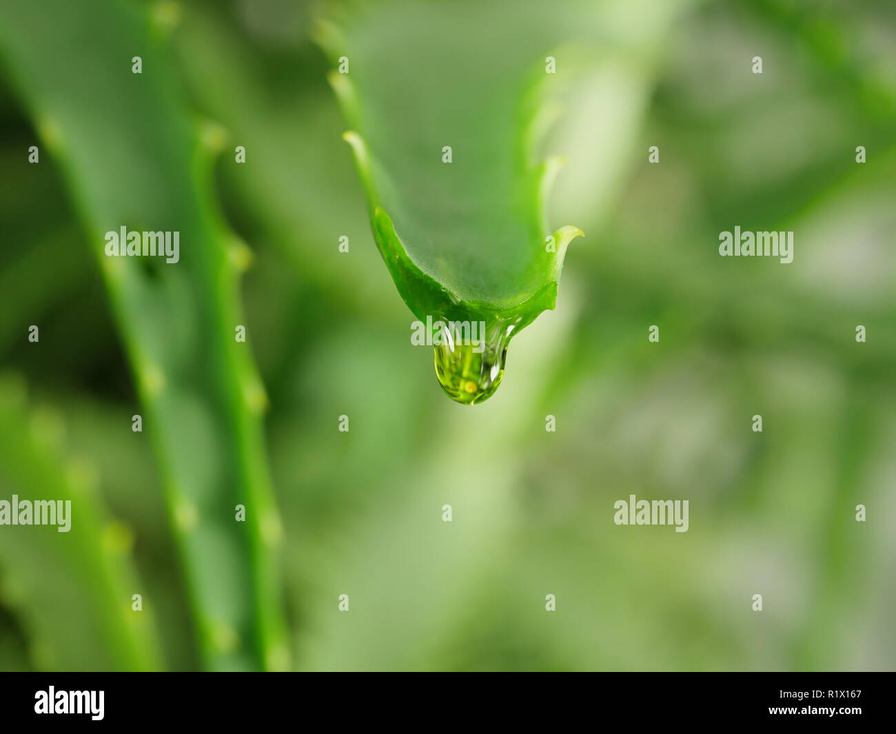 aloe leaf with dripping clear juice Stock Photo - Alamy