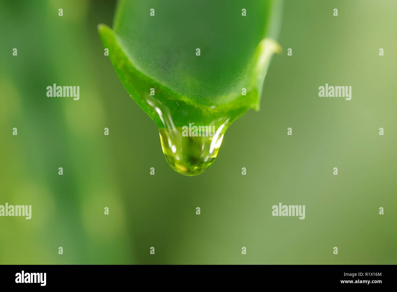 aloe leaf with dripping clear juice Stock Photo - Alamy
